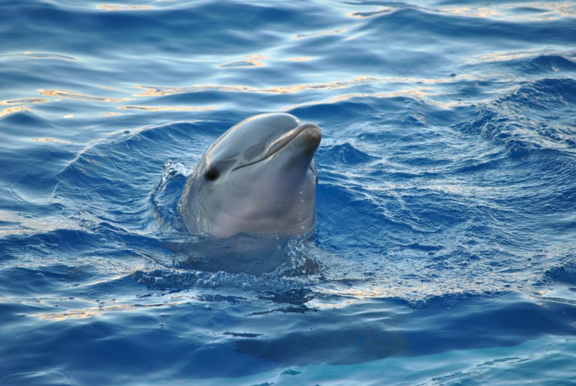 Dove avvistare delfini e cetacei in Liguria - In viaggio con Monica